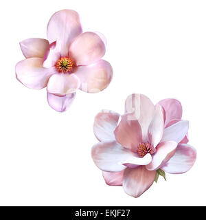 Purple magnolia blossom soft pink tones hand painted watercolor ...