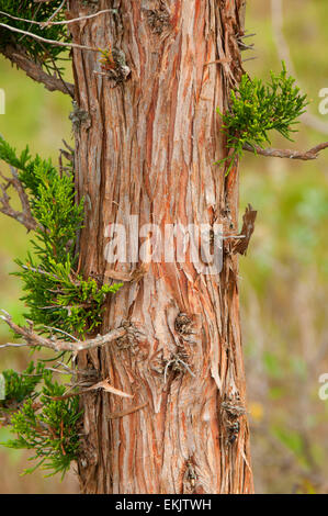 Juniperus Scopulorum Bark