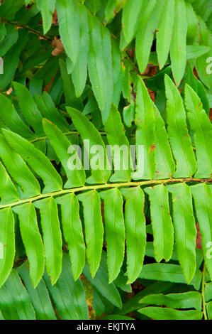 Hiking trail, Selden Neck Preserve, Connecticut Stock Photo - Alamy