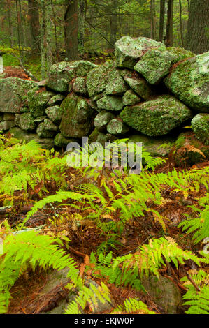 Rockwall along Nehantic Trail, Pachaug State Forest, Connecticut Stock ...