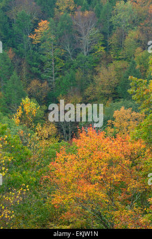 Hardwood forest, Air Line State Park Trail, Connecticut Stock Photo - Alamy