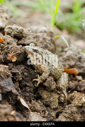 An Iberian Painted Frog (discoglossus galganoi) in the middle of the ...