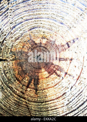 Vertical shot of a dead tree stump in a forest during sunset Stock ...