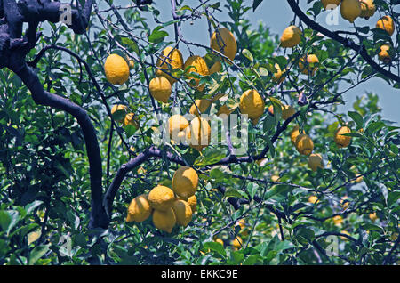 Sorrento, Lemon Growing on Tree in Grove, Amalfi Coast, Campania, Italy ...