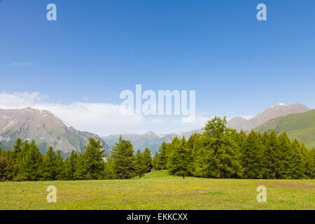 Wonderful view on Italian Alps with a forest background during a summer ...
