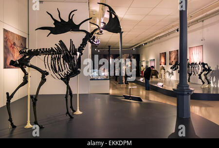 Megaloceros, Irish elk Stock Photo - Alamy