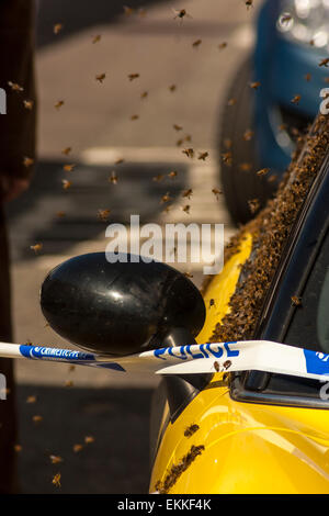 Bees swarm onto a yellow car in Wimborne, Dorset. Police hold traffic ...