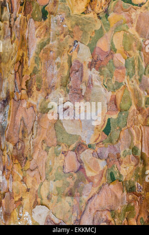 Texture of pine bark background. Close-up of old pine bark surface texture Stock Photo - Alamy