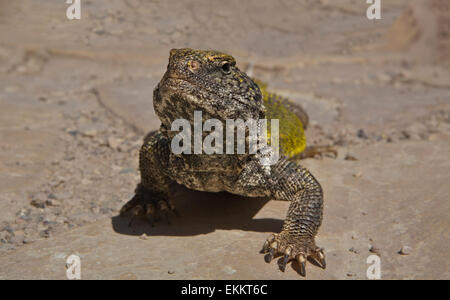 Uromastyx geyri, commonly known as the Saharan Uromastyx, Saharan Spiny-tailed Lizard or Geyr's ...