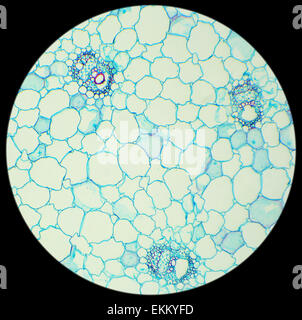 Stalk of a cereal cross-section under the microscope (Corn Stem C.S ...