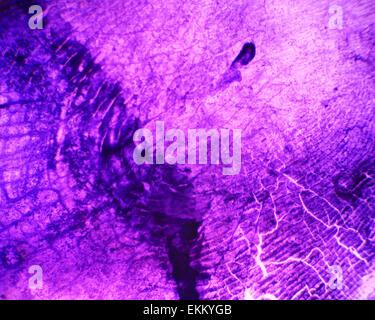 Fish scales under the microscope, background, 40x Stock Photo - Alamy