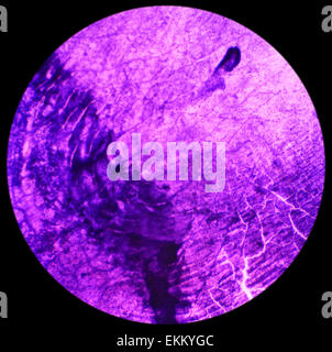 Fish scales under the microscope, background Stock Photo - Alamy