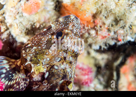 Marbled rockfish, Sebastiscus marmoratus (Cuvier, 1829), at Owase, Mie ...
