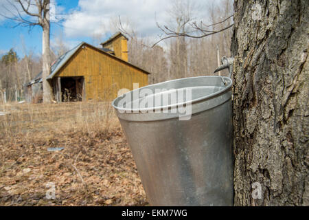 Pail used to collect sap of maple trees to produce maple syrup in ...