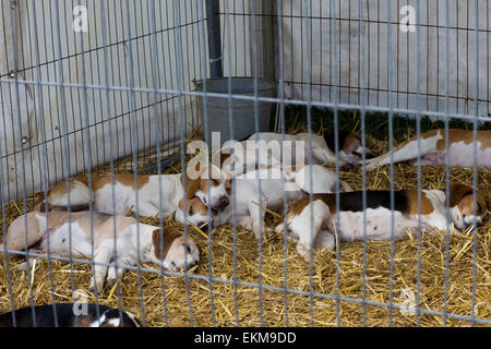 English Foxhound Puppies in a cage Stock Photo - Alamy
