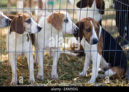English Foxhound Puppies in a cage Stock Photo - Alamy