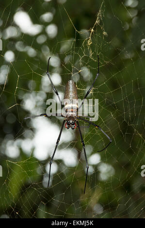 Large spider in Borneo rainforest, Malaysia Stock Photo - Alamy