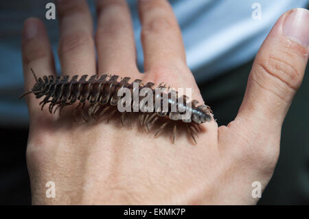 Holding harmless jungle centipede in hands, Danum Valley Conservation ...