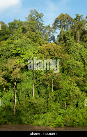 View of the Borneo rainforest trees, Malaysia Stock Photo: 80974102 - Alamy