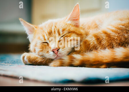 Peaceful Orange Red Tabby Male Kitten Ginger Cat Curled Up Sleeping In ...