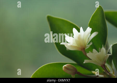 Japanese star anise, Illicium anisatum. Chromolithograph after a ...
