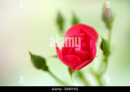 one Red Rose with boke Background. copy space - Valentines and 8 March ...