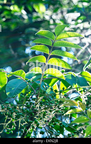 Japanese wax tree (Toxicodendron succedaneum) Plantae Stock Photo - Alamy