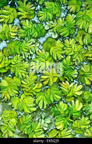 giant salvinia kariba weed (Salvinia molesta), hairs on upper side of a ...