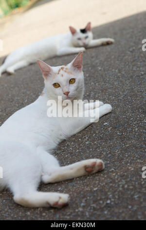 Two stray cats lying outdoors Stock Photo - Alamy