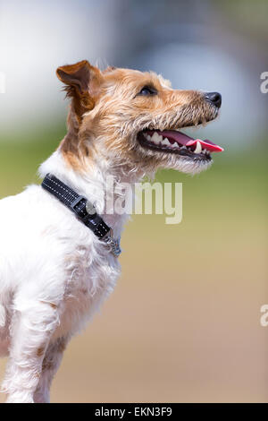 Close up side profile of a Jack Russell Terrier dog holding a snow ...