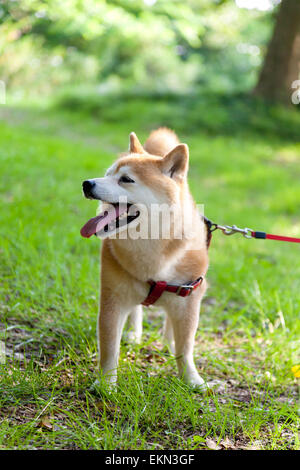 close up view of shiba inu dog with open mouth sticking out tongue ...