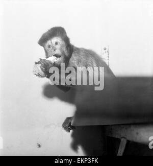 A Capucine Monkey seen here eating an icecream cone. February 1975 75 ...