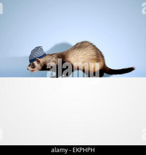 Polecat sitting on banner Stock Photo - Alamy