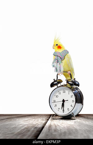 Parrot sitting on alarm clock Stock Photo - Alamy
