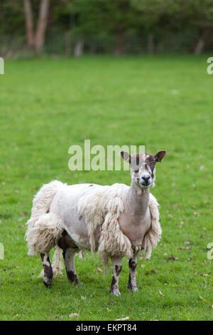 Sheep in need of shearing Stock Photo - Alamy