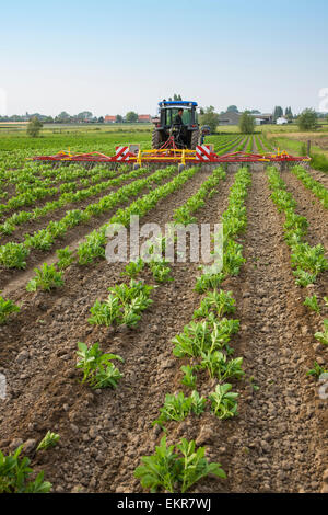 Tractor pulling spring tine weed harrow / spring tine grass harrow on ...