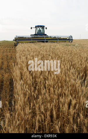 A swather in a wheat field cutting down the field, South of Strathmore ...