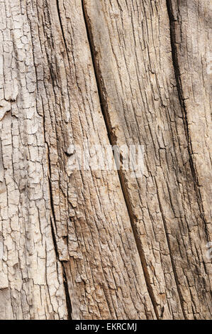 Bark of a tree with texture and details Stock Photo - Alamy