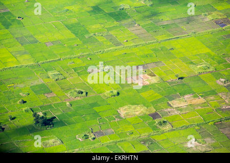 Looking down on rice crops in the lower Shire Valley, Malawi, Africa ...