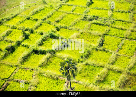 Looking down on rice crops in the lower Shire Valley, Malawi, Africa ...