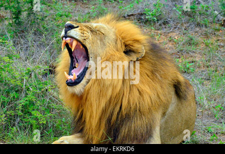 Male Lion shaking mane (Panthera leo Stock Photo: 26943448 - Alamy