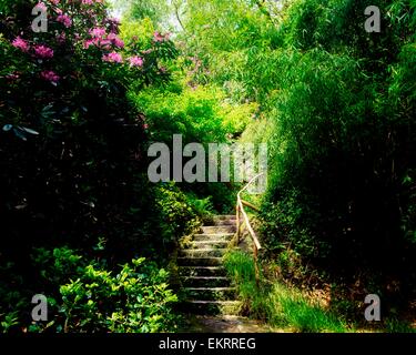 Lauragh, Co Kerry, Ireland; Trees In A Forest Stock Photo - Alamy