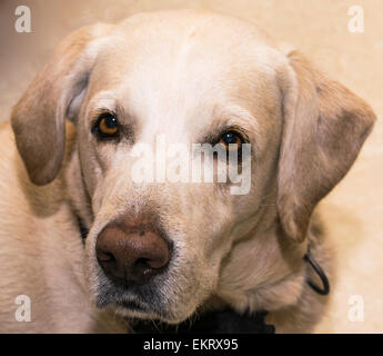 Golden Labrador Begging Stock Photo - Alamy