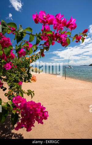 Tropical vegetation at Cape Maclear on Lake Malawi, Malawi, Africa ...