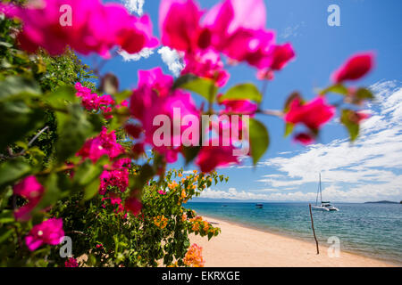 Tropical vegetation at Cape Maclear on Lake Malawi, Malawi, Africa ...