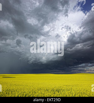 Storm clouds gather over a sunlit canola field and road; Alberta ...
