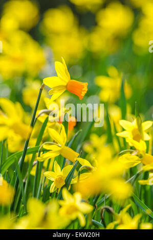 Field of daffodils Stock Photo - Alamy