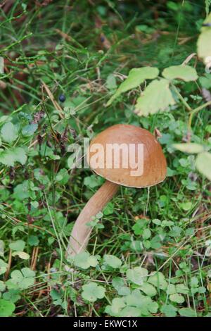 Healthy food as source natural selenium, dietary fiber and other ...