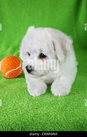 Bichon Frise puppy playing Stock Photo - Alamy