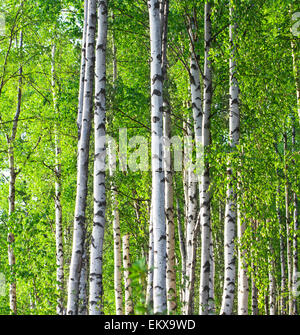 Spring birch forest Stock Photo - Alamy